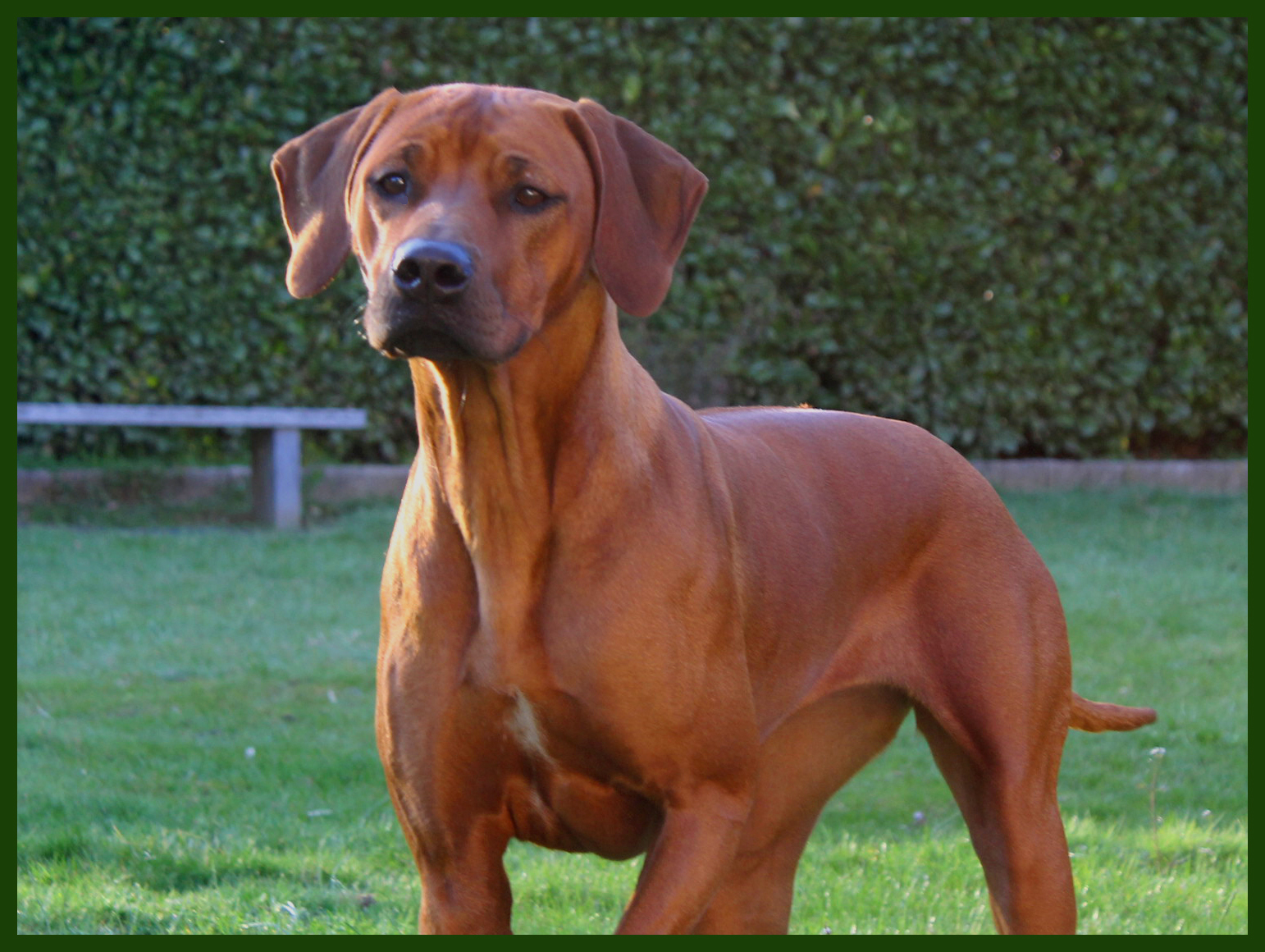 FAMOUS ANCESTORS | rhodesian ridgeback shujaa rafiki