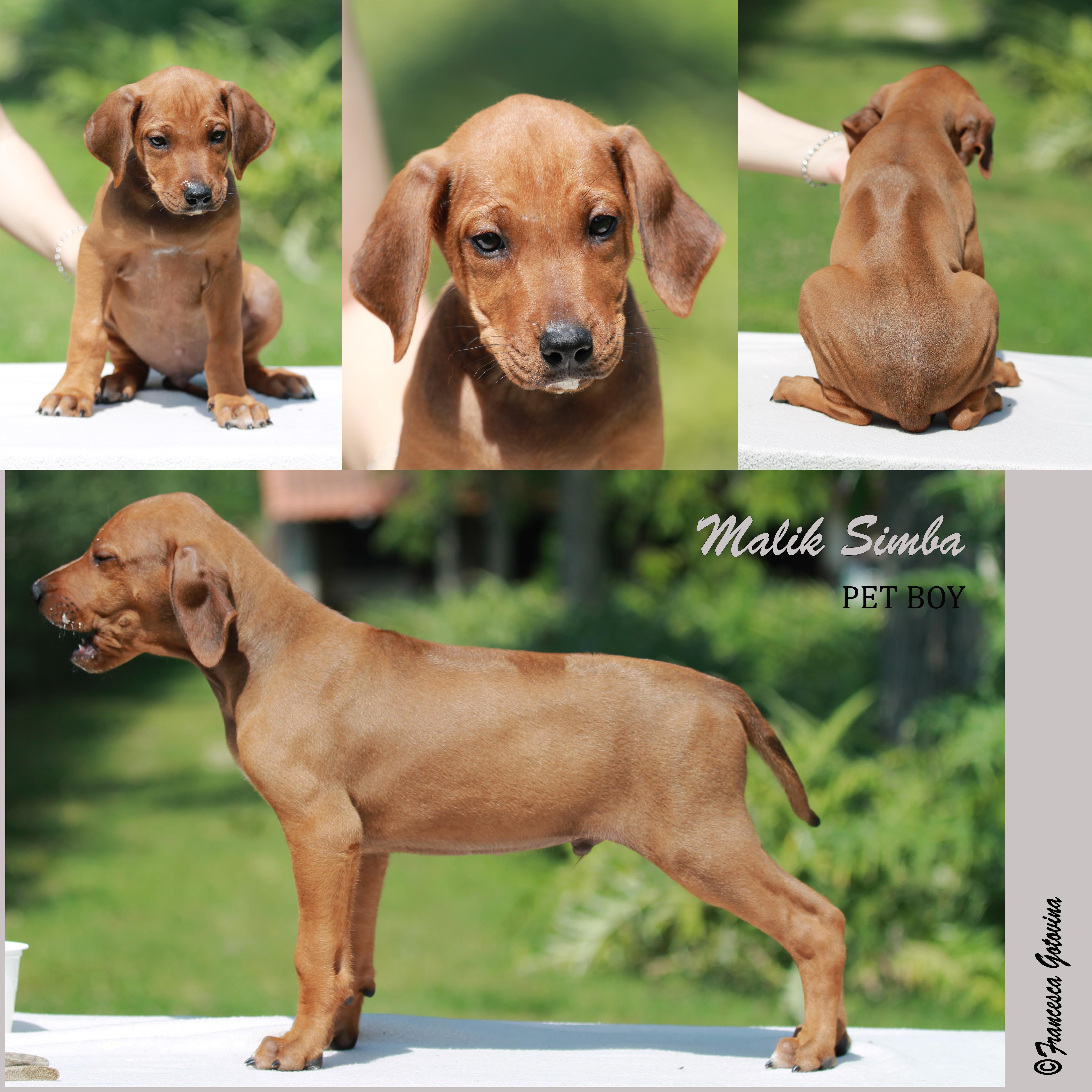 mr grey mala res | rhodesian ridgeback shujaa rafiki
