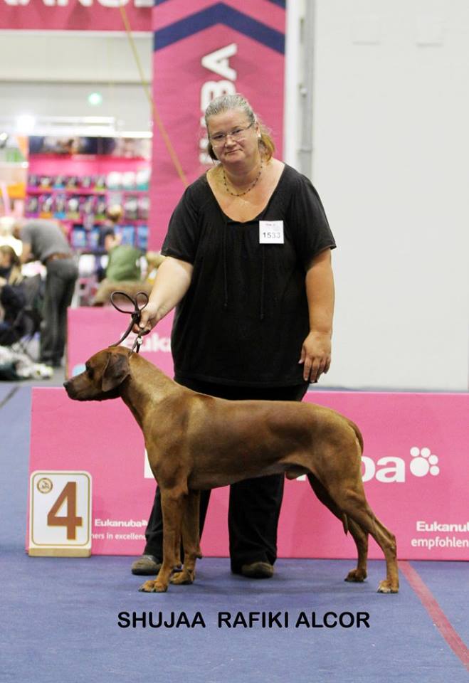 LITTERMATES IN AUSTRIA | rhodesian ridgeback shujaa rafiki