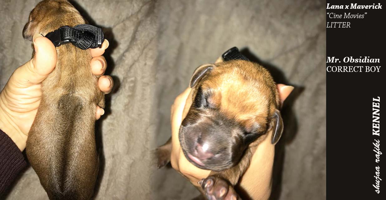 MR OBSIDIAN | rhodesian ridgeback shujaa rafiki
