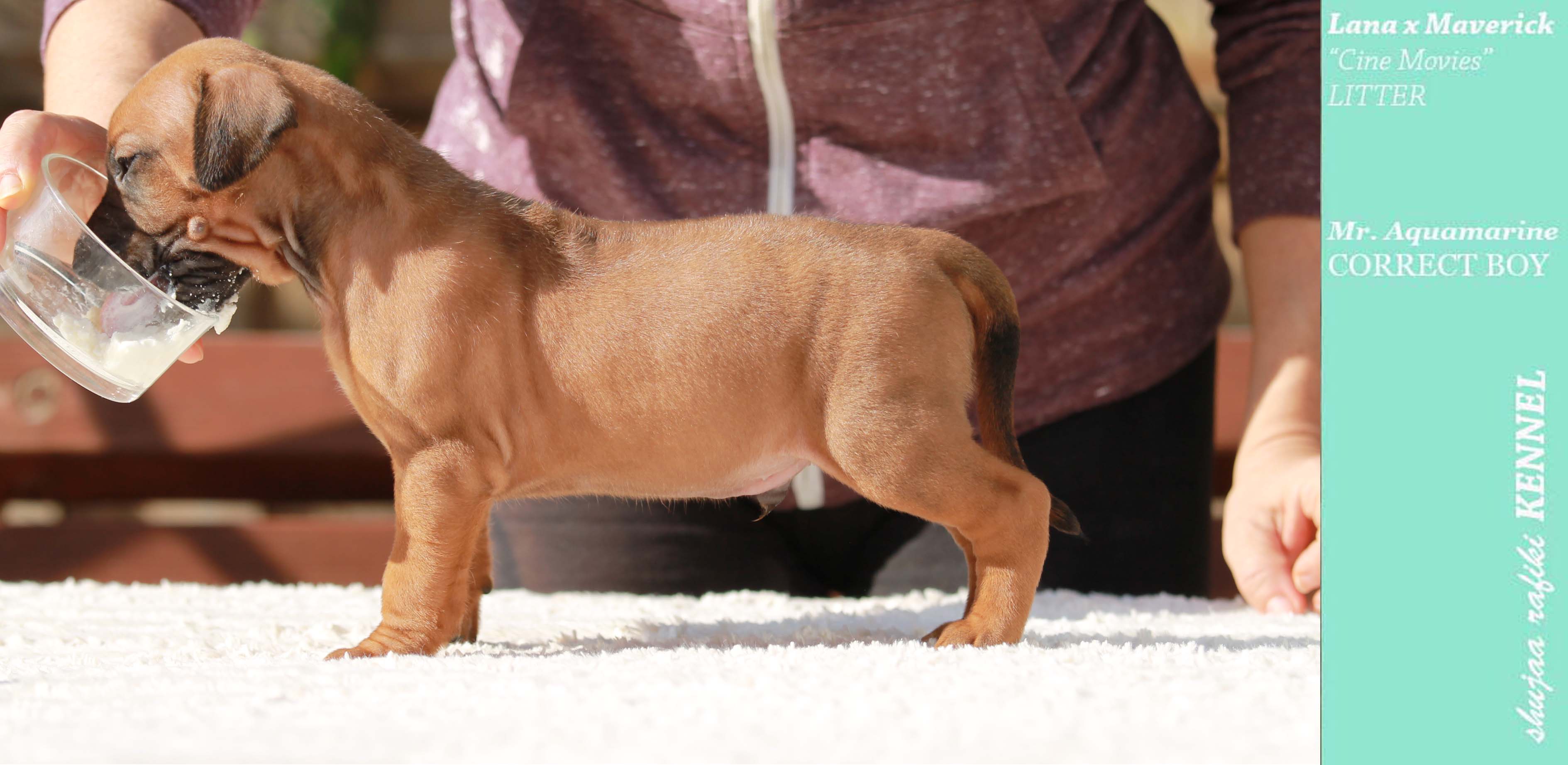 4 WEEKS STANDING INDIVIDUAL PICTURES | rhodesian ridgeback shujaa rafiki