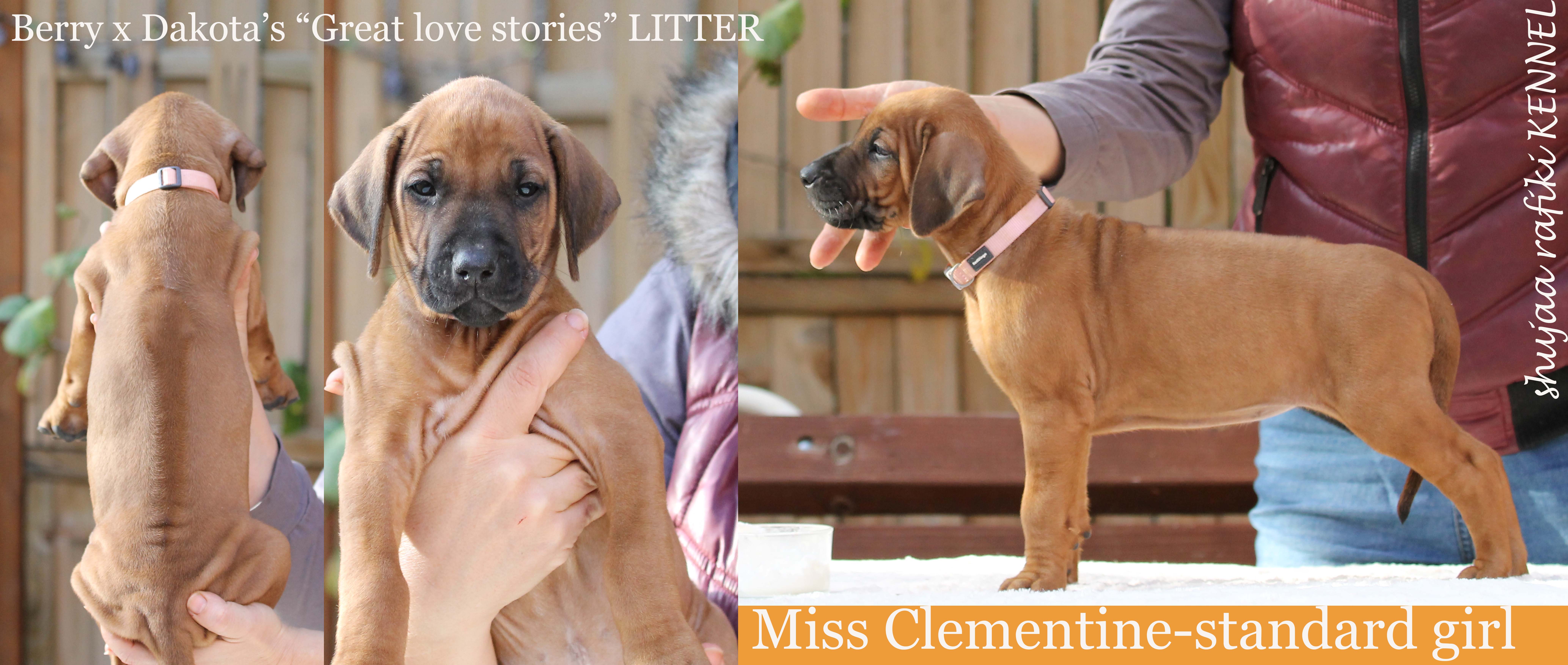 6 WEEKS, STAND-HEAD-RIDGE | rhodesian ridgeback shujaa rafiki