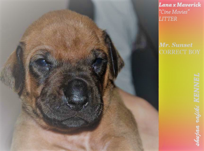 2 WEEKS HEADSHOTS | rhodesian ridgeback shujaa rafiki