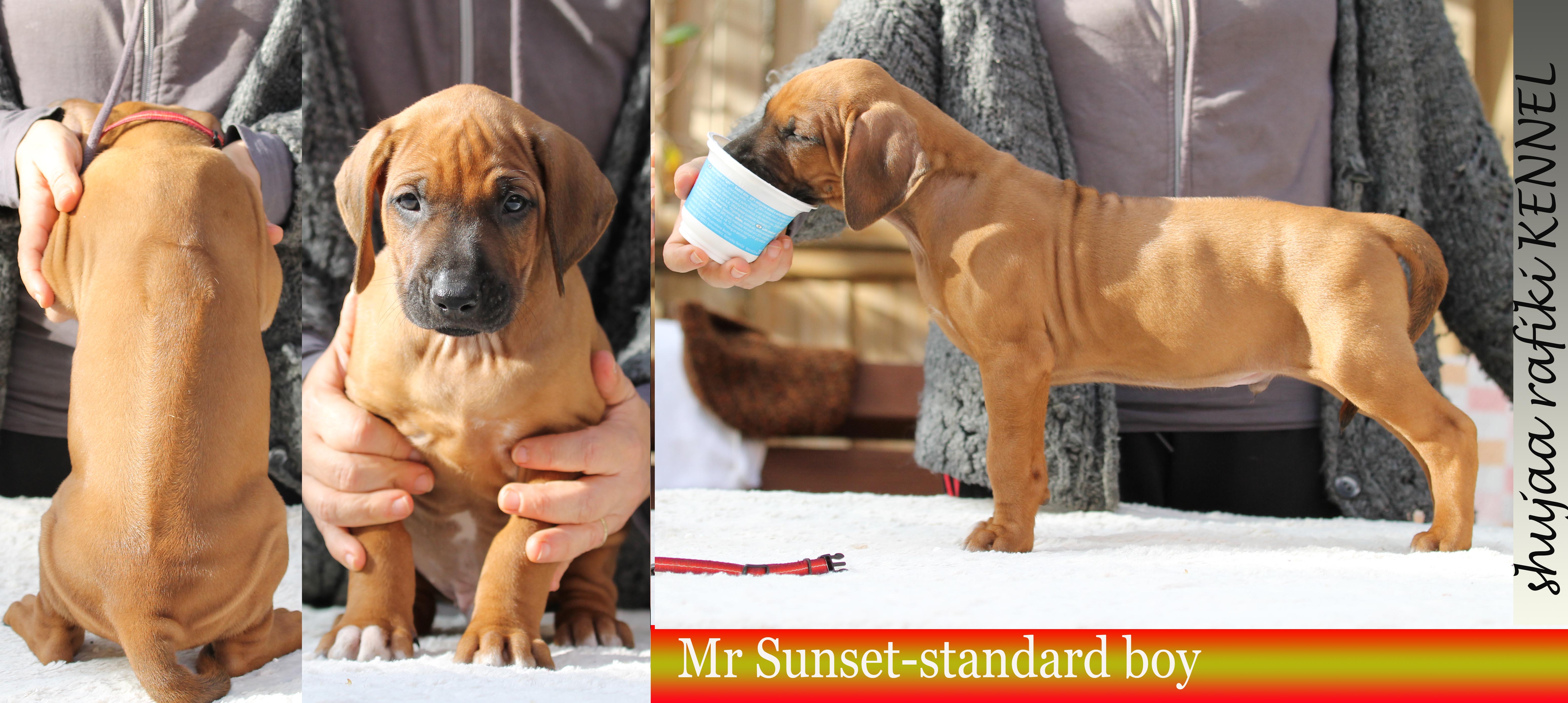6 WEEKS RIDGE, HEAD, STAND | rhodesian ridgeback shujaa rafiki