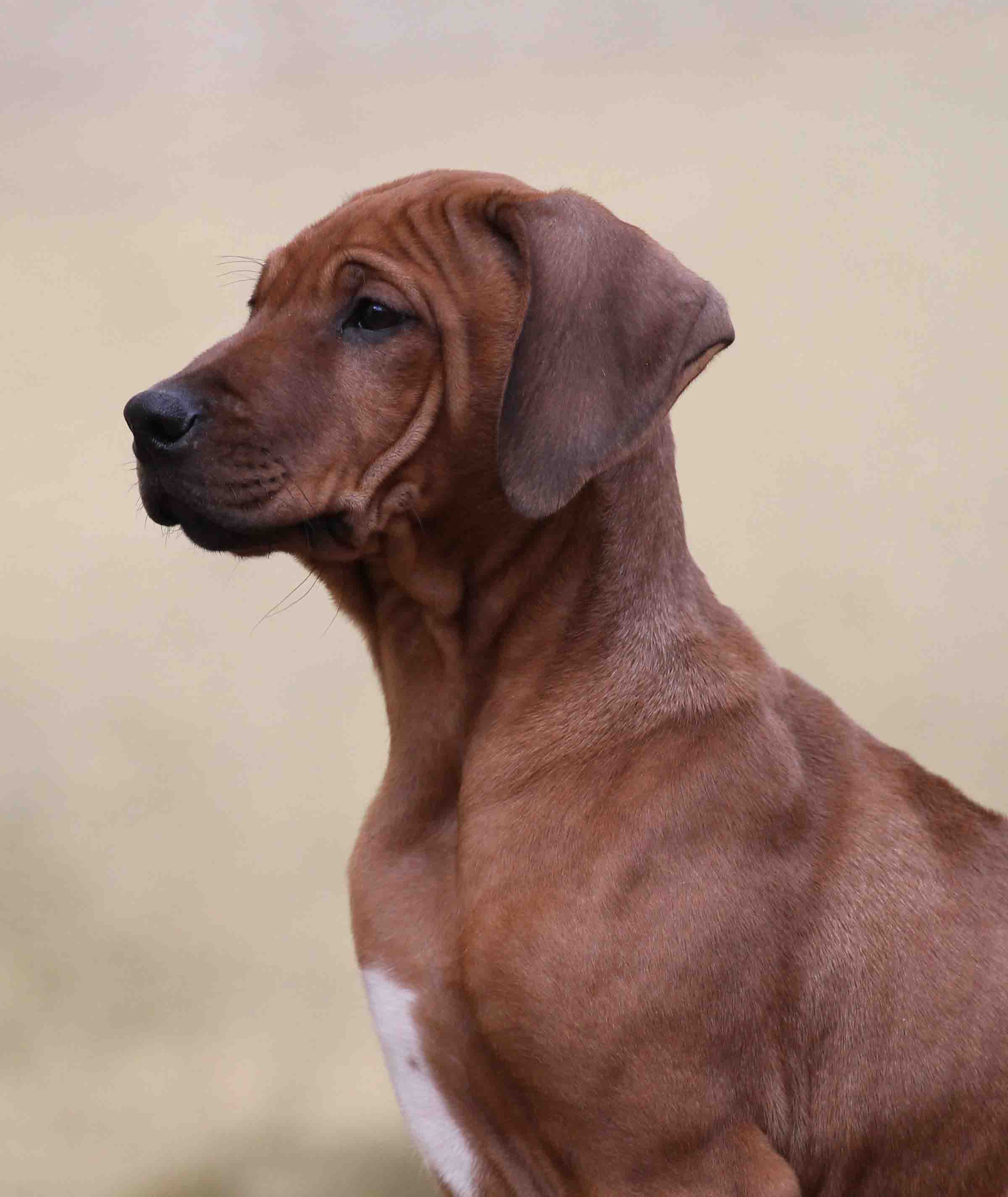 black | rhodesian ridgeback shujaa rafiki