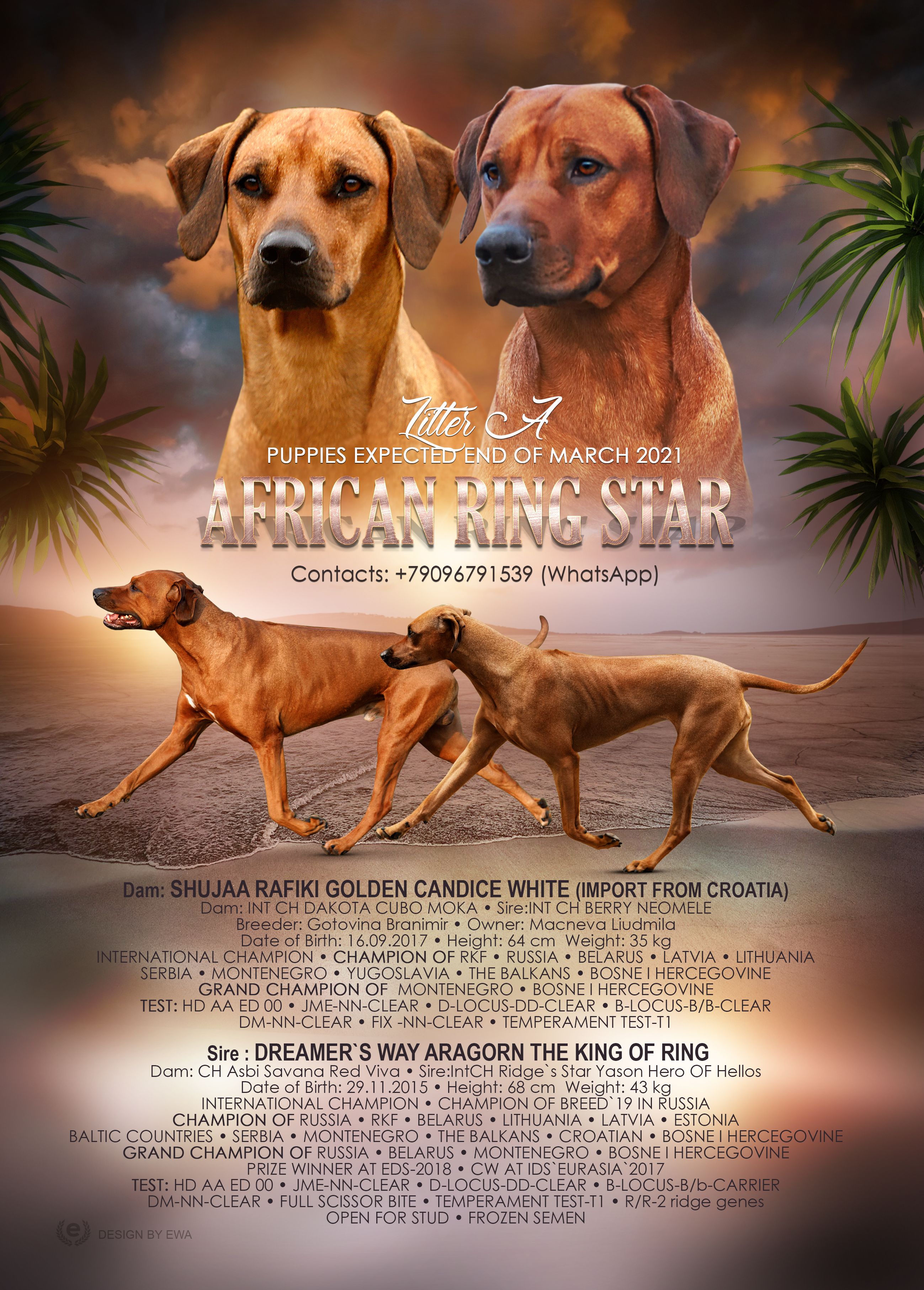 EXCLUSIVE NEW LITTER FROM OUR RUSSIAN PRINCESS KANDY ! ! | rhodesian ...